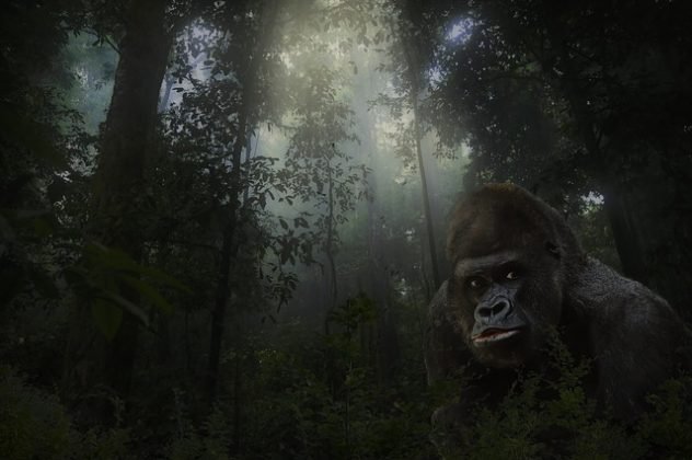 Where Do Gorillas Live - Gorilla Habitat - Gorilla Facts