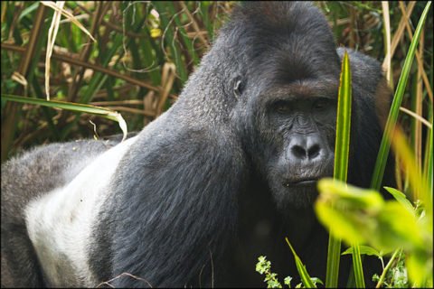 Types of Gorillas - Gorilla Species - How Many Species Of Gorillas Are ...