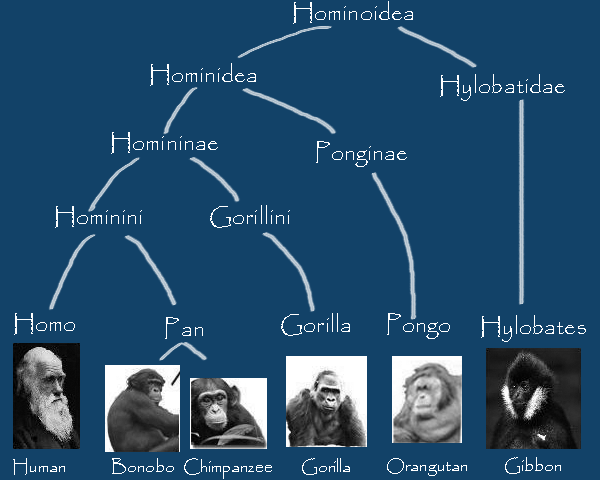 Gorilla Facts - Learn All About Gorillas Now