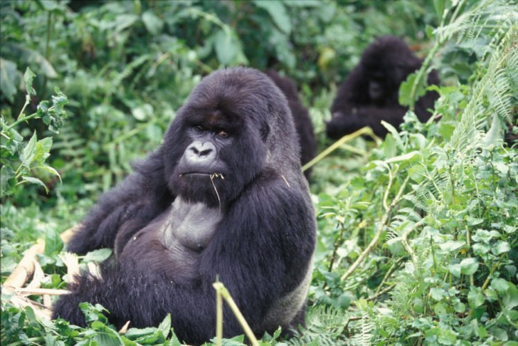 Habitat Archives - Gorilla Facts